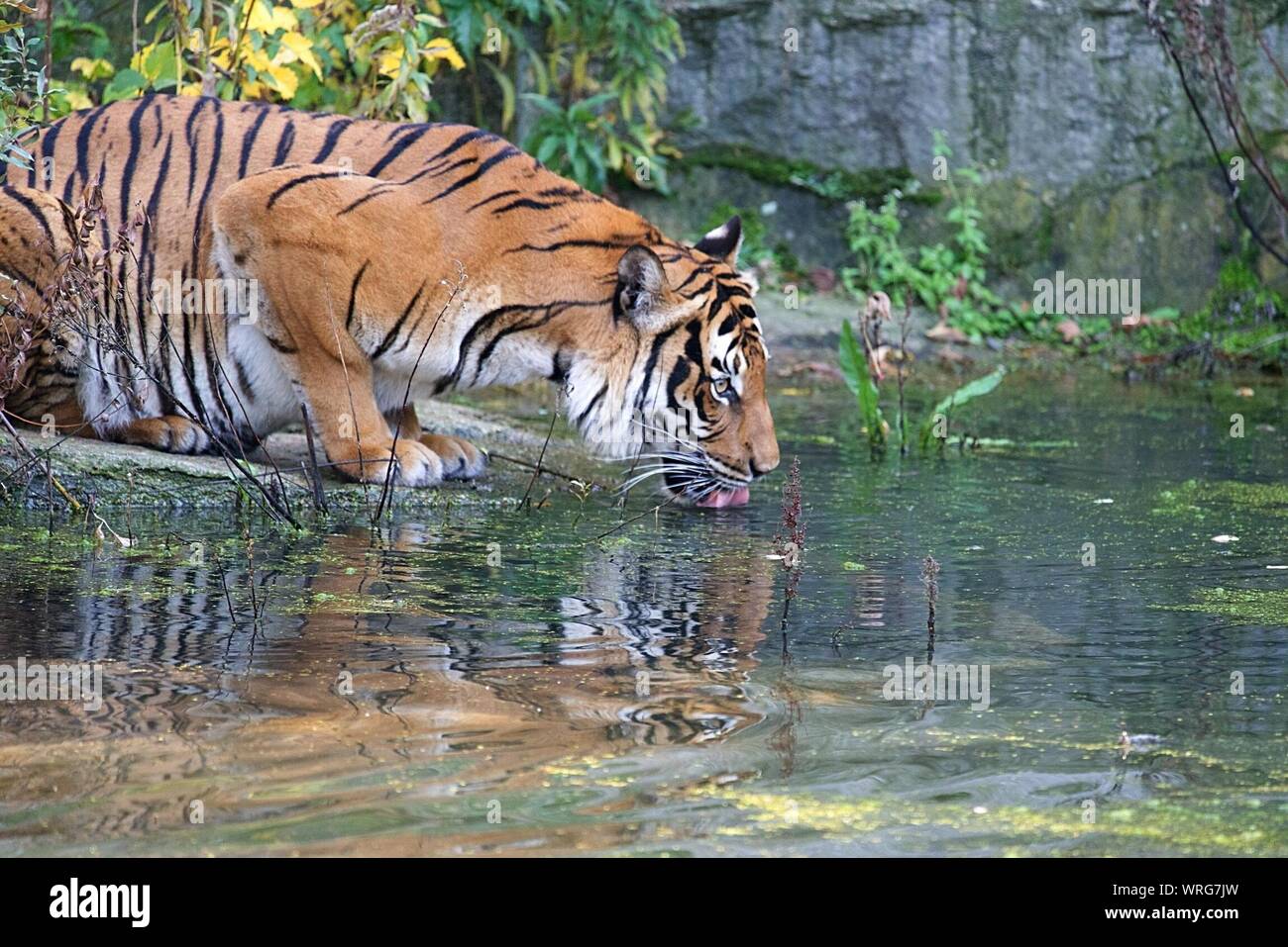 Tiger drinking from lake in hi-res stock photography and images - Alamy
