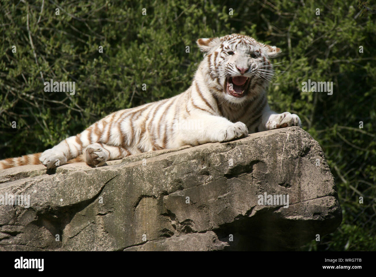 white tiger in a zoo in france Stock Photo - Alamy