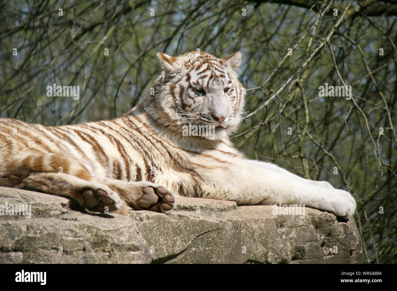 white tiger in a zoo in france Stock Photo - Alamy