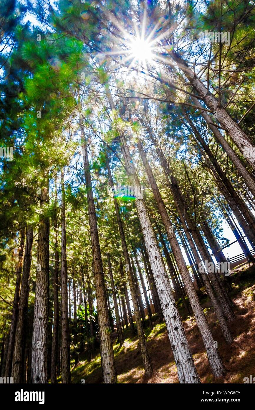 Sun shining through pine trees hi-res stock photography and images - Alamy