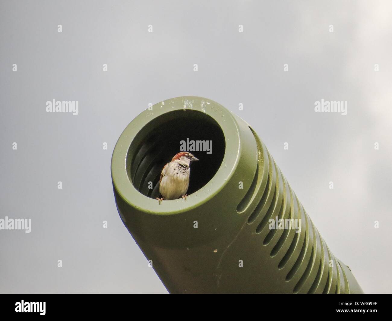 Cannon bird hi-res stock photography and images - Alamy