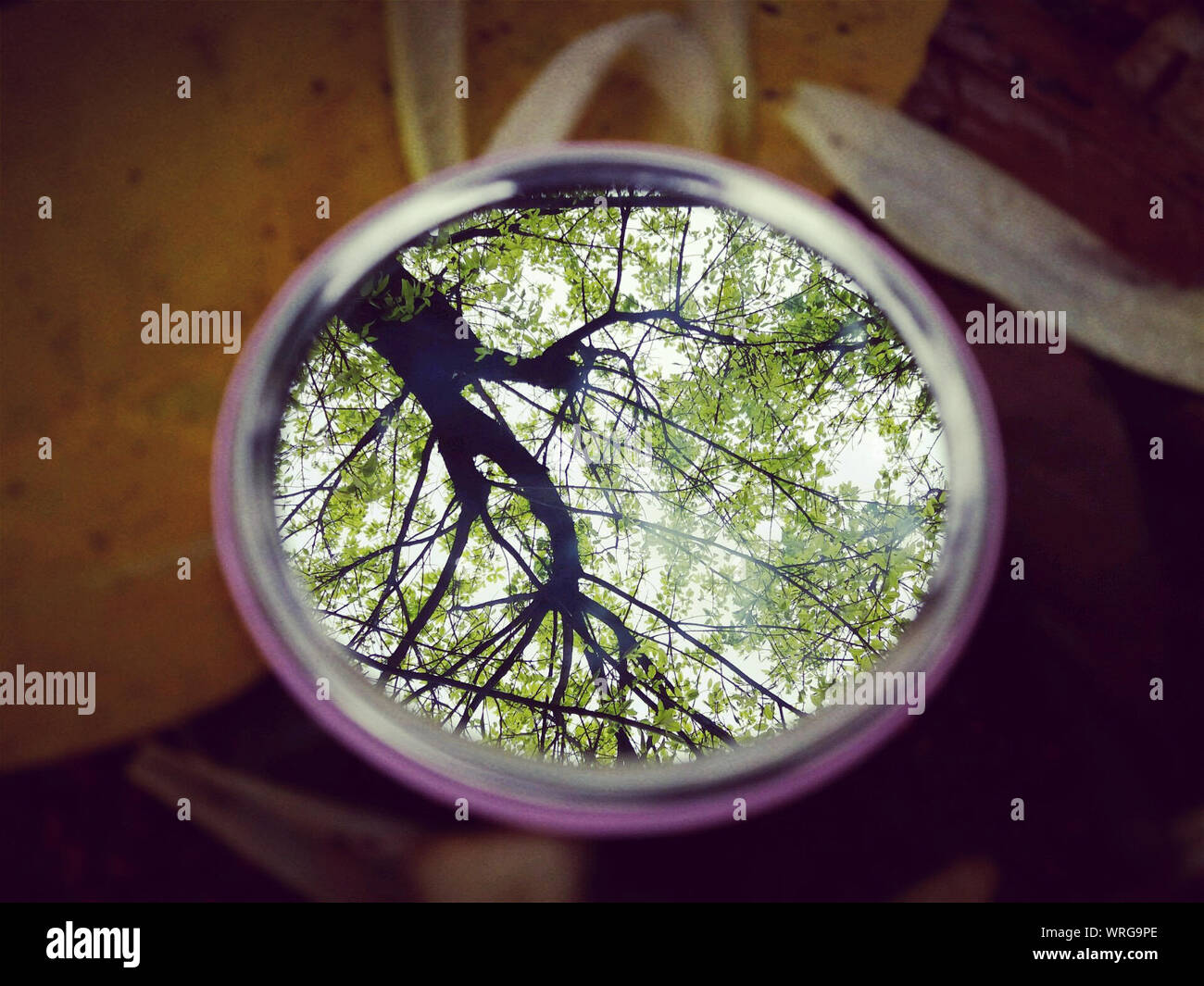 Tree mirror hi-res stock photography and images - Alamy