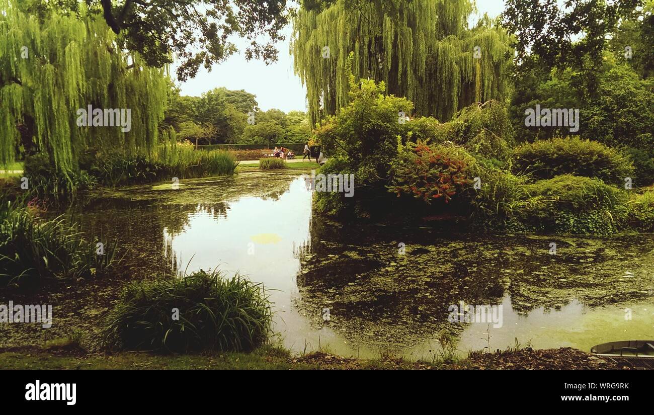 Trees And Plants On Swamp Stock Photo - Alamy