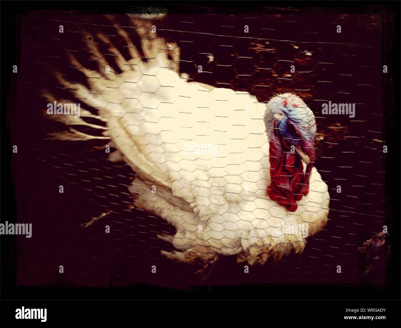 Turkey in cage hi-res stock photography and images - Alamy