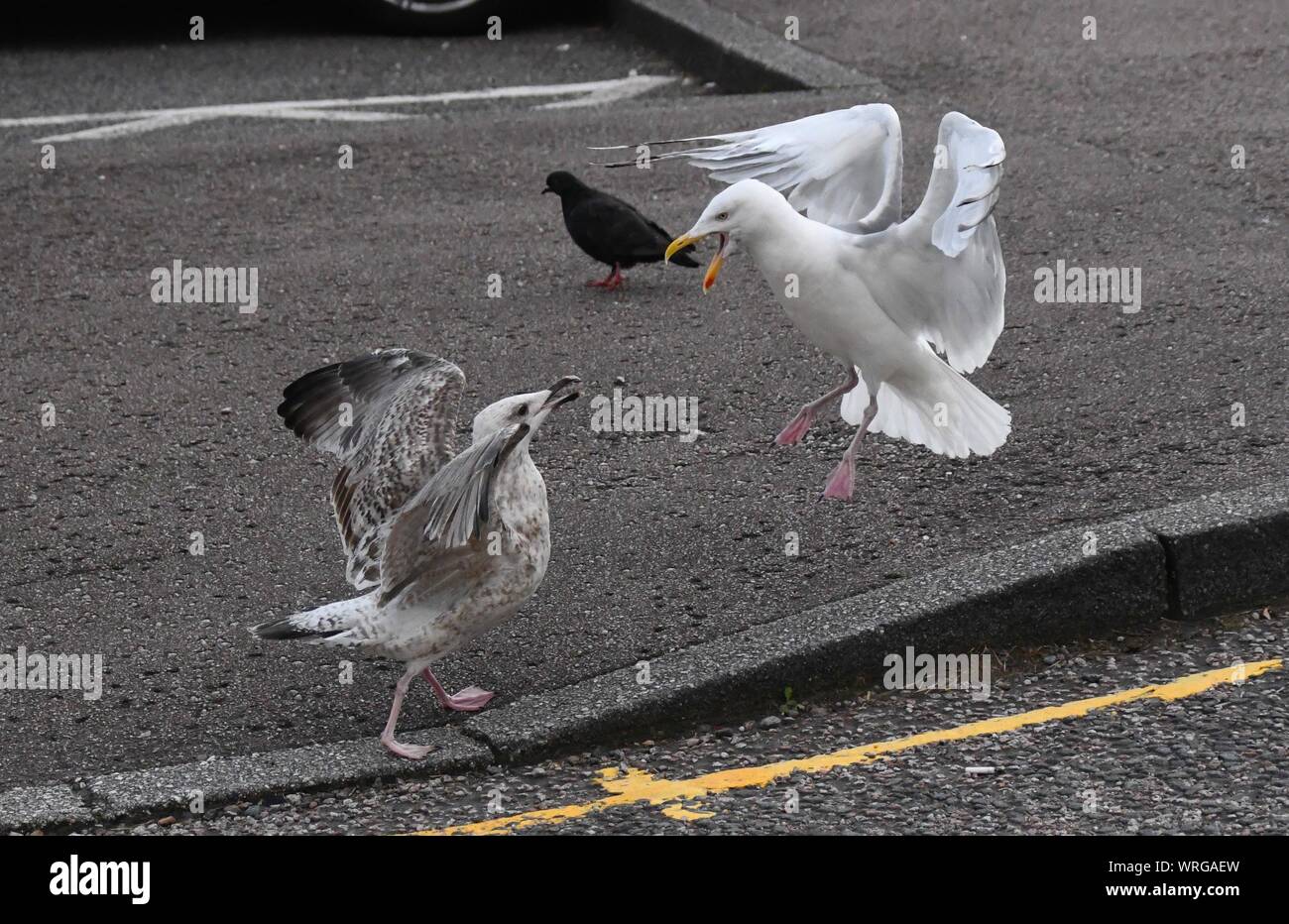 Seaguls fighting hi-res stock photography and images - Alamy