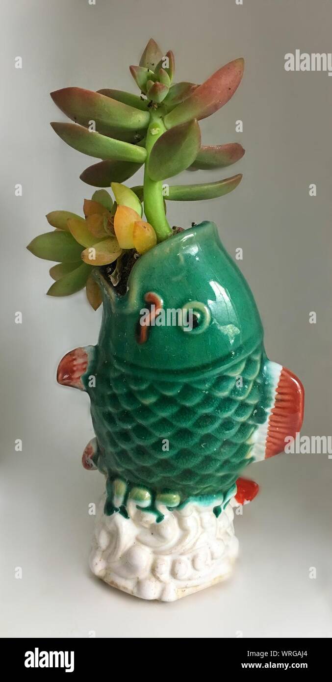 Plant pot white background hi-res stock photography and images - Alamy