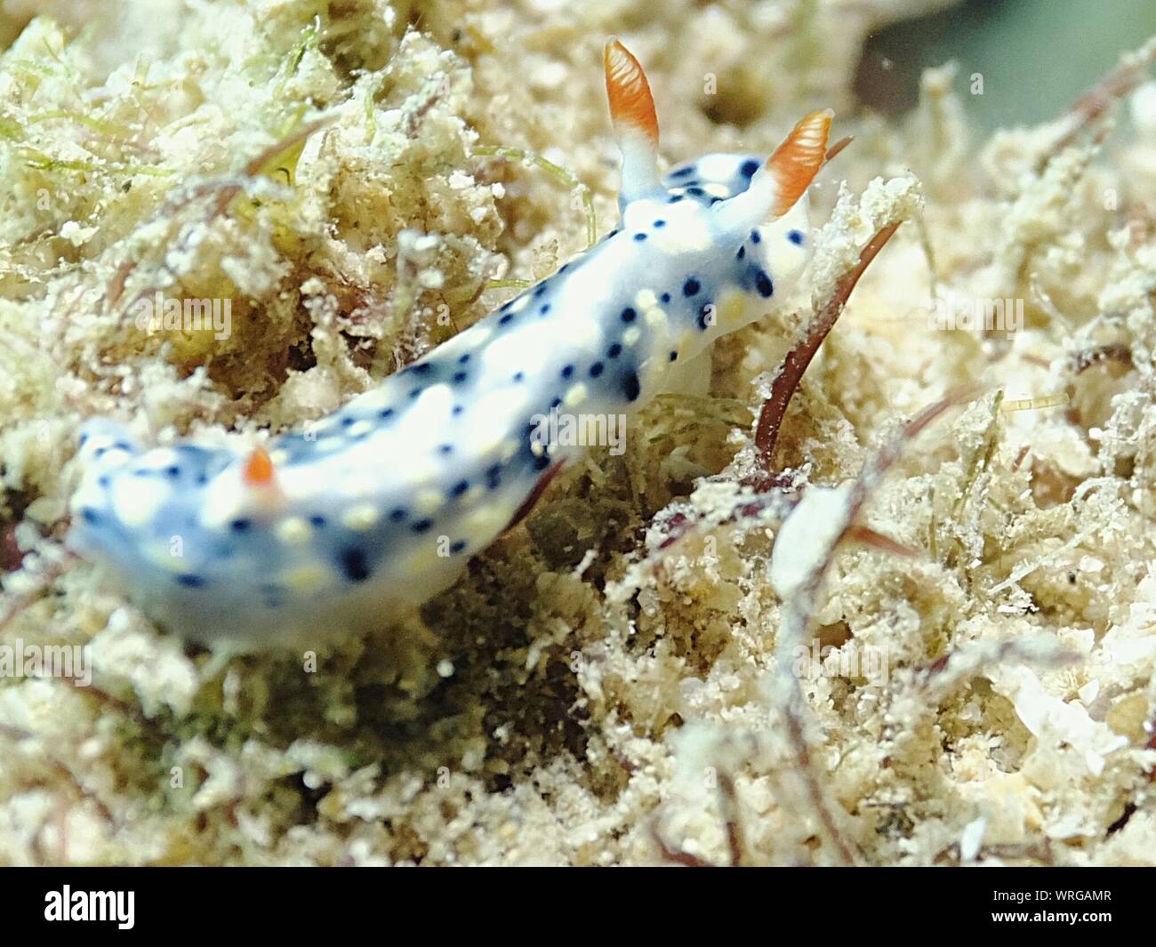 Spotted sea slug hi-res stock photography and images - Alamy