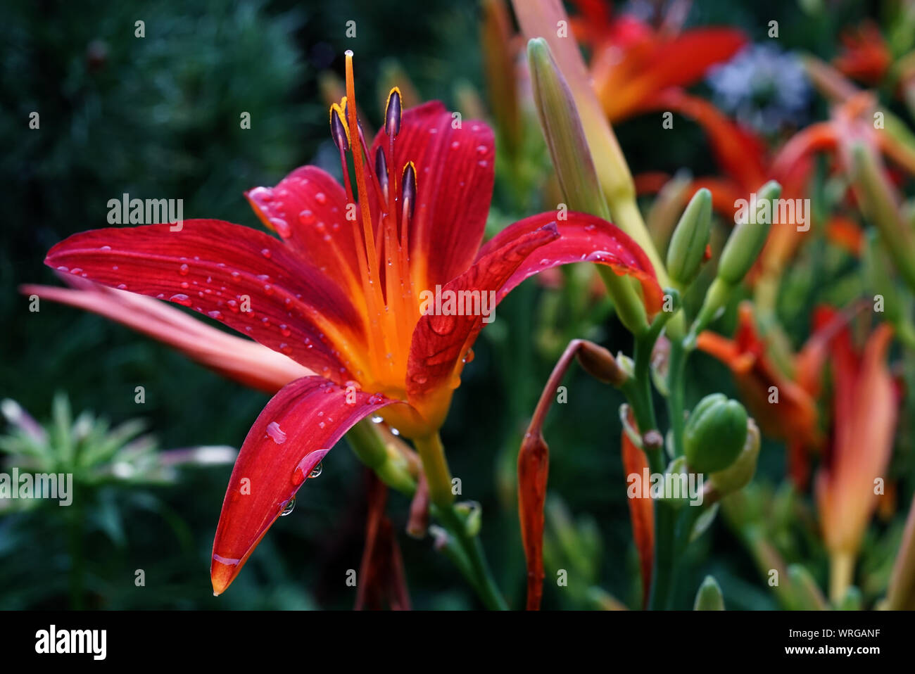 Flower after rain hi-res stock photography and images - Alamy