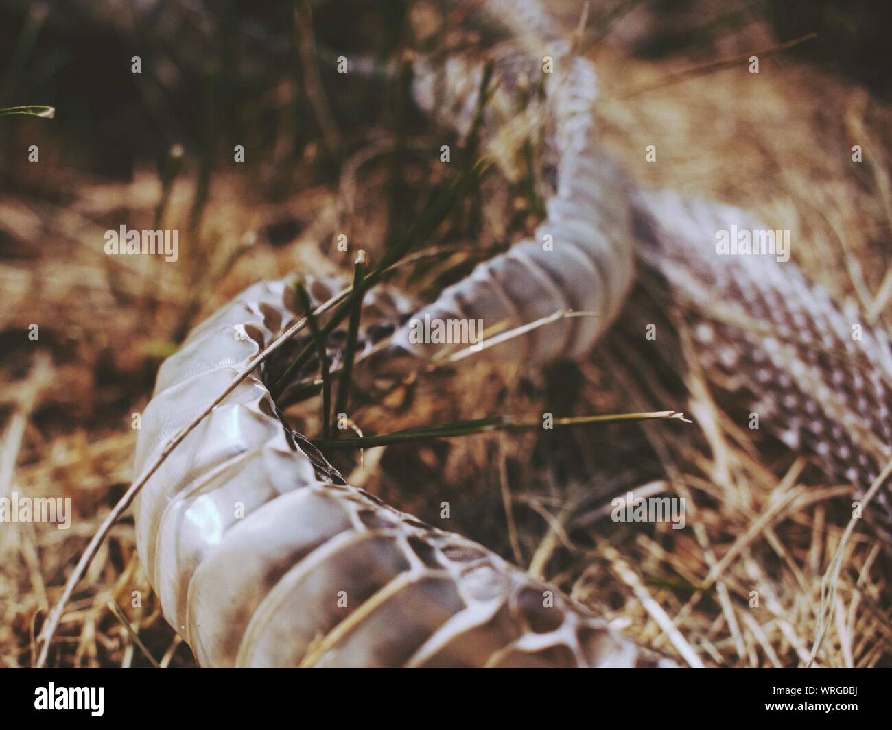 Close up of skin hi-res stock photography and images - Alamy