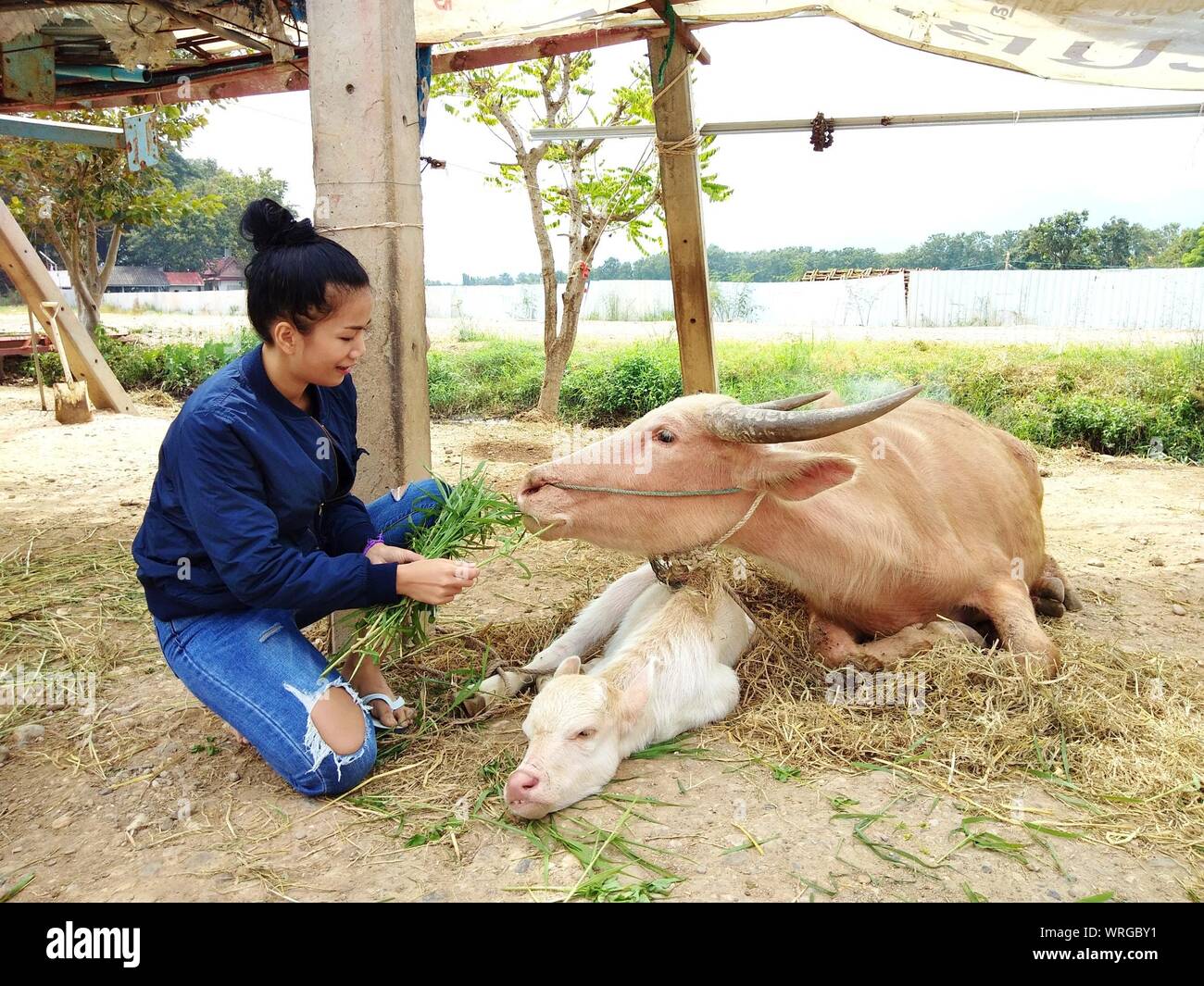 Woman Farm Cow High Resolution Stock Photography and Images - Alamy