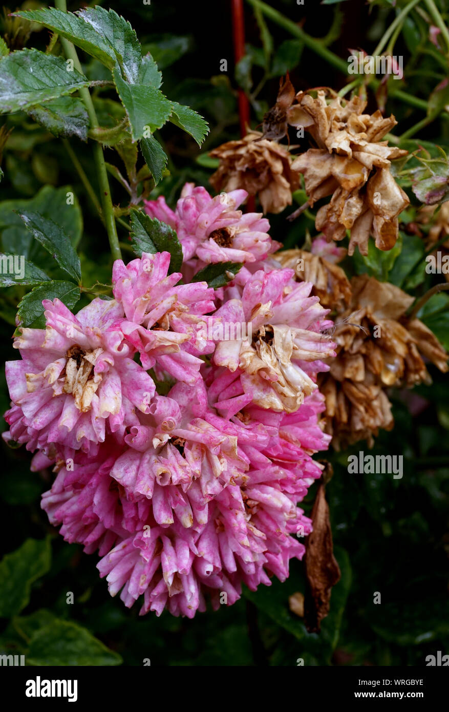 Small roses fade in the garden Stock Photo - Alamy