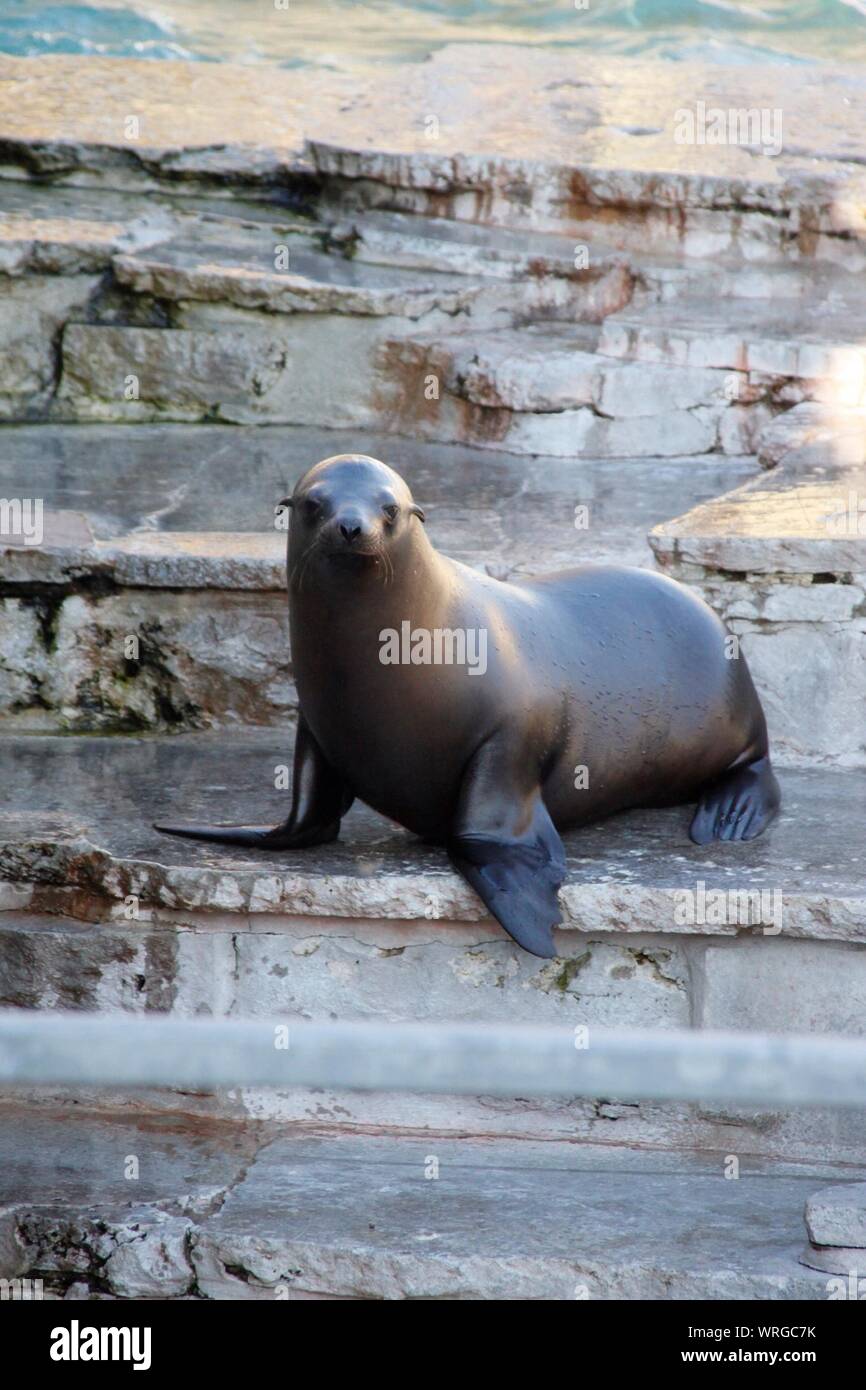 Lion steps hi-res stock photography and images - Alamy