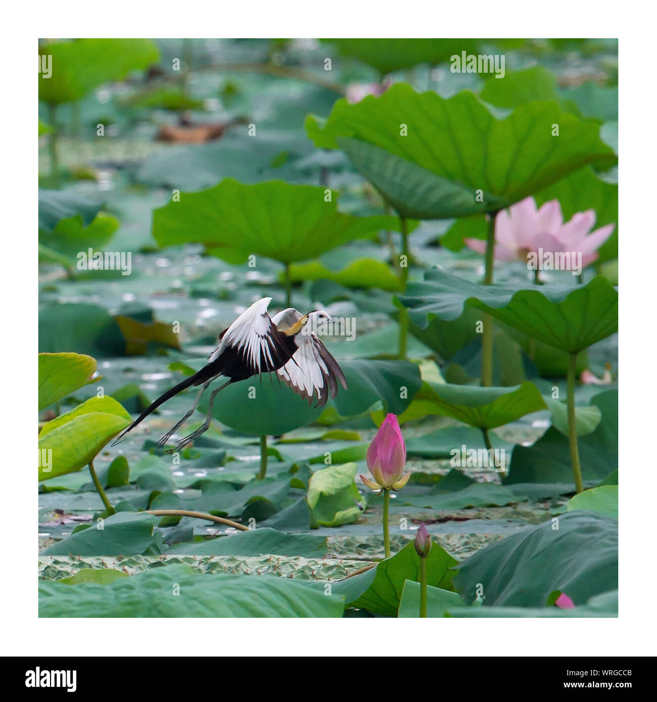Flying lotus hi-res stock photography and images - Alamy