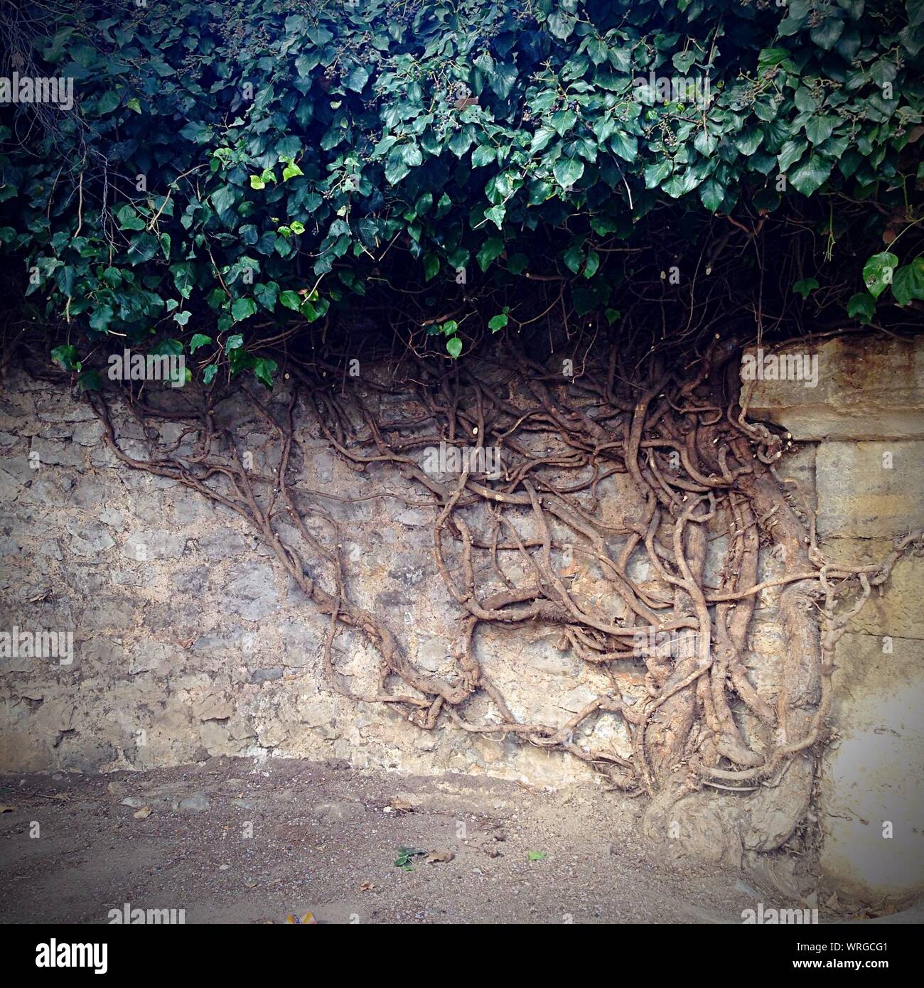 Root in wall hi-res stock photography and images - Alamy
