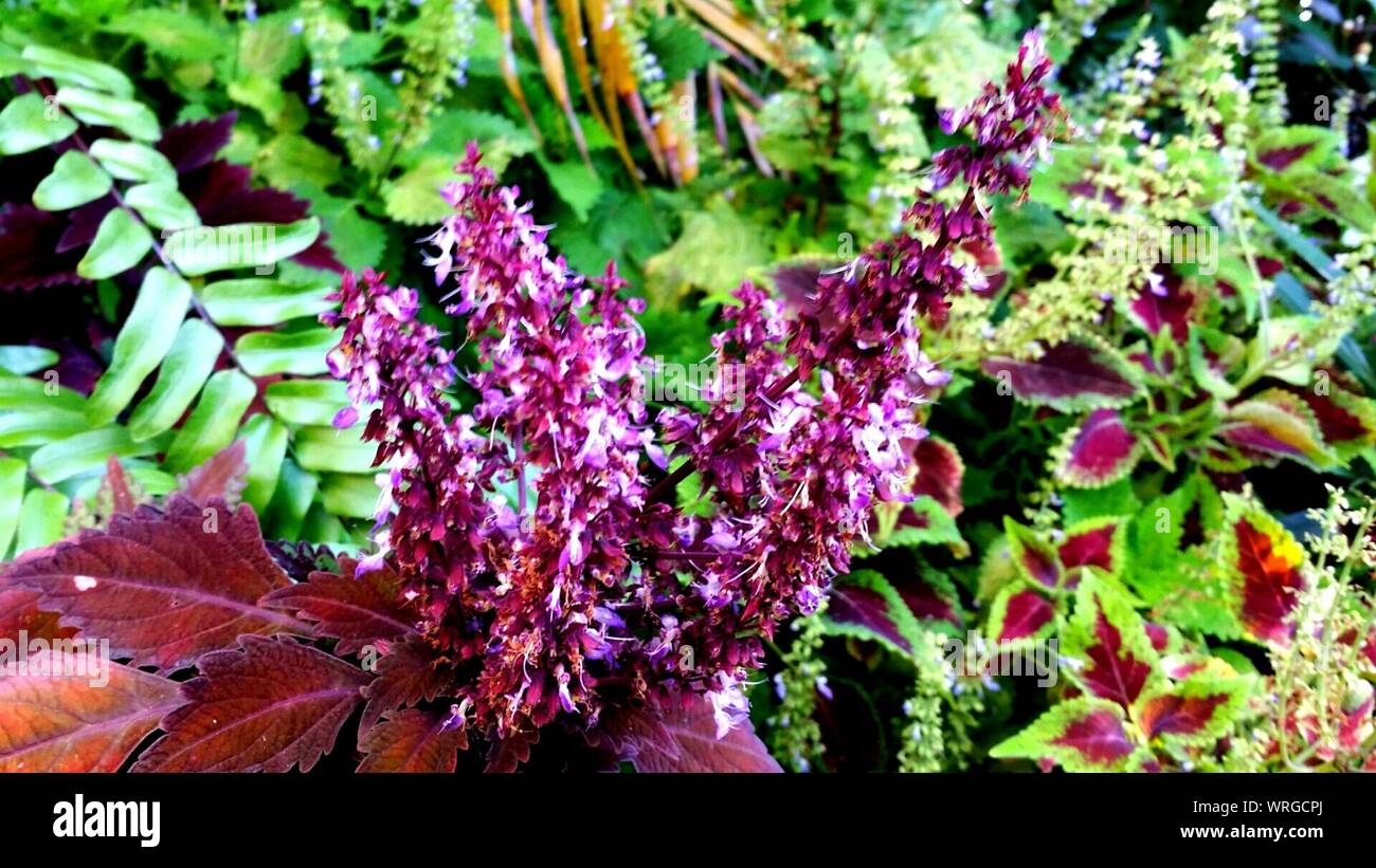 Maroon coleus plant hi-res stock photography and images - Alamy