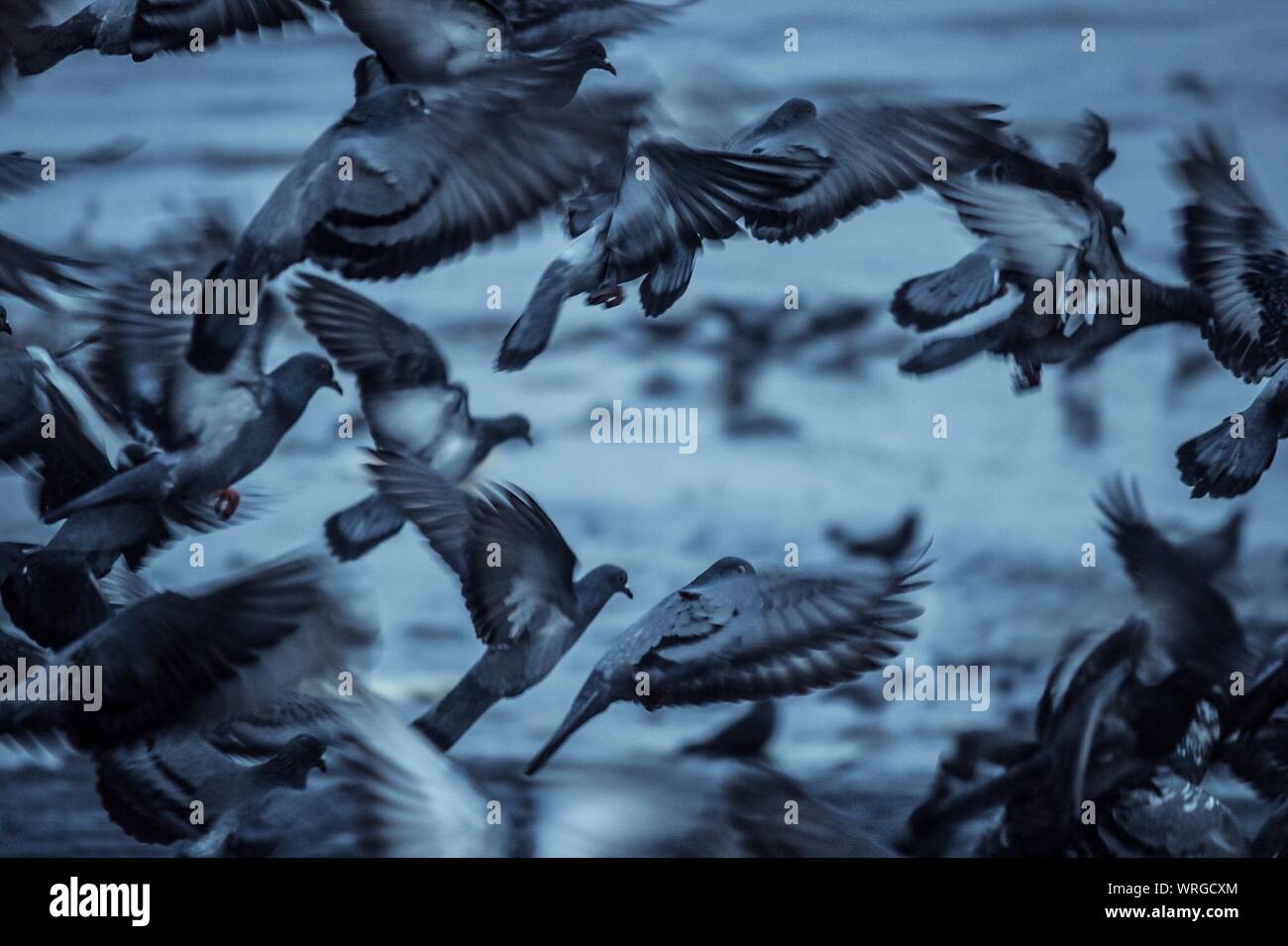 Blurred birds in background hi-res stock photography and images - Alamy