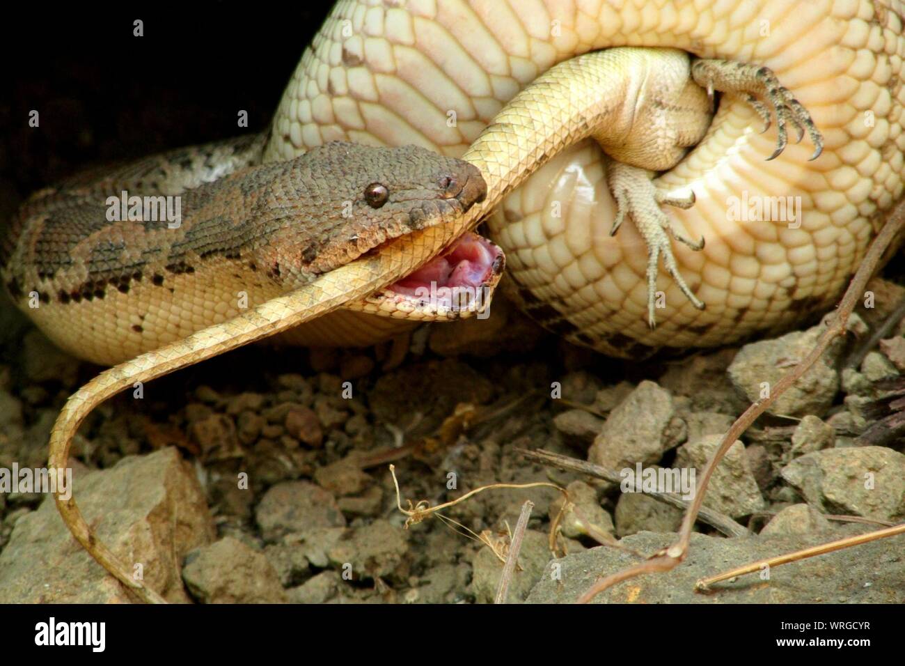 Biting snake hi-res stock photography and images - Alamy