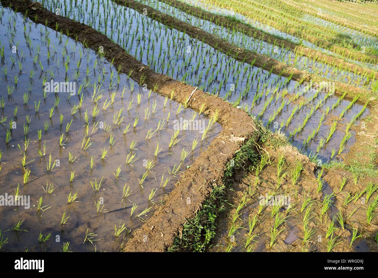 Rice farm hi-res stock photography and images - Alamy