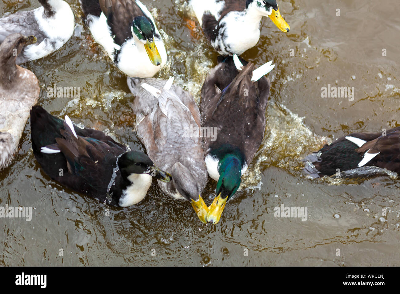 Many ducks swim in the water. Animals in a city park Stock Photo - Alamy