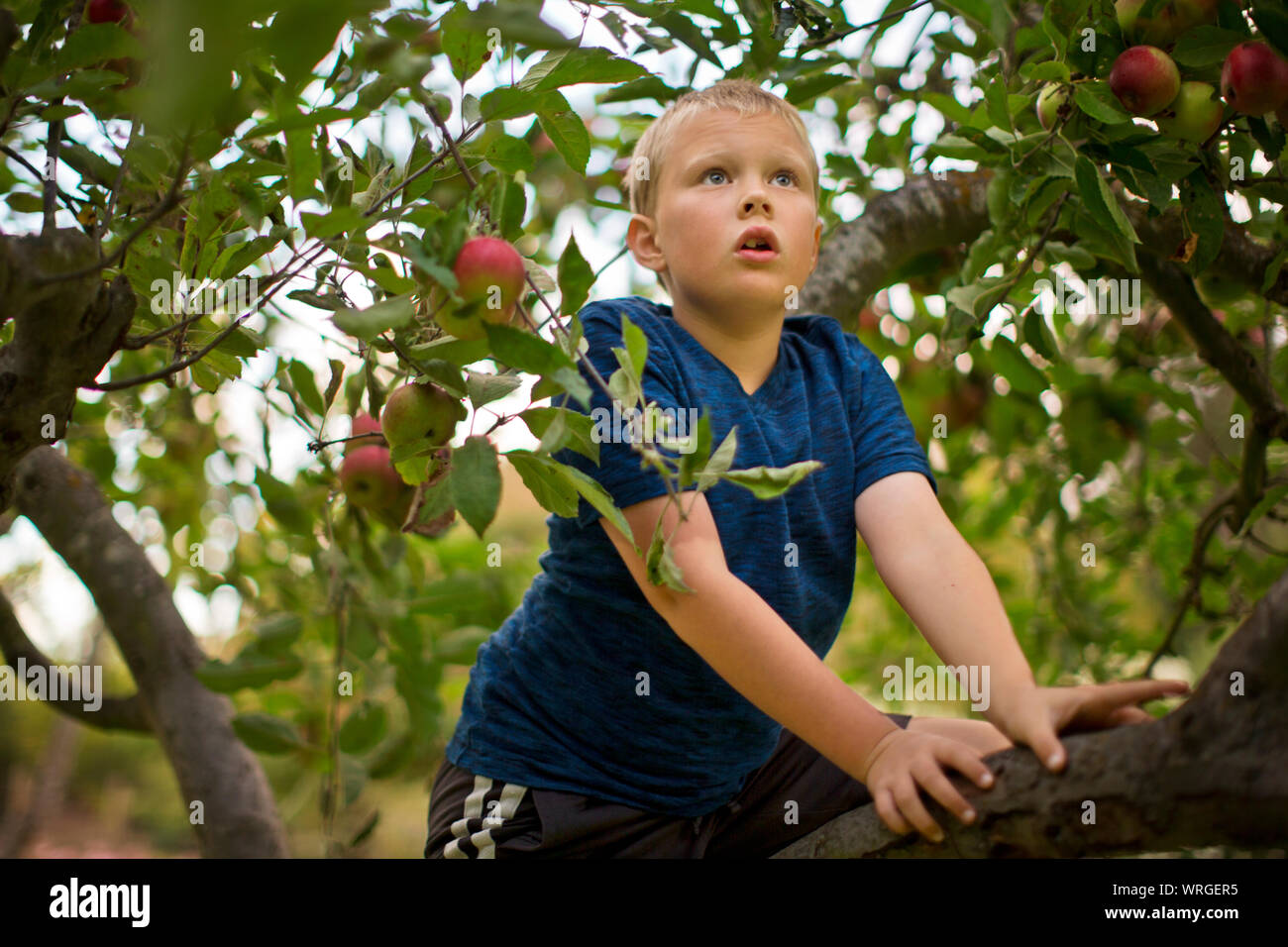 Adventurous young boy playing in a tree Stock Photo - Alamy