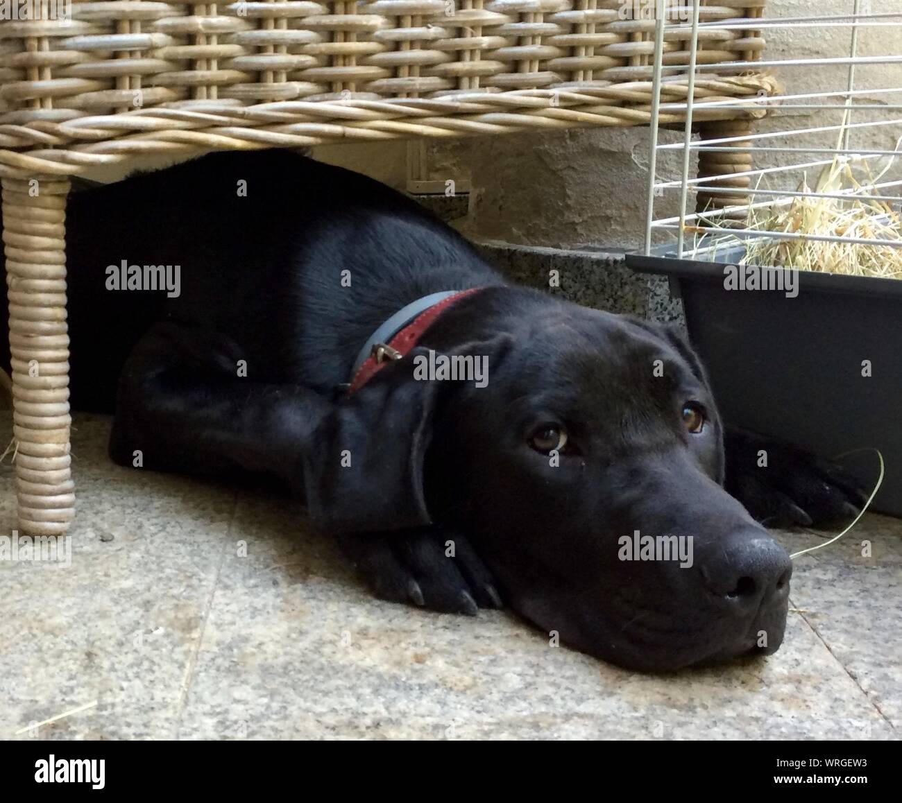 Dog lying under chair hi-res stock photography and images - Alamy