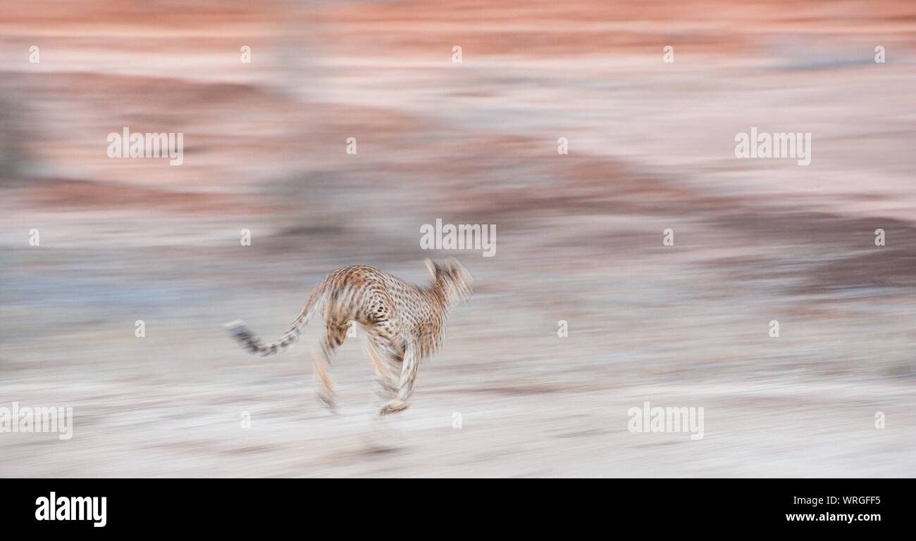 Leopard Running High Resolution Stock Photography and Images - Alamy