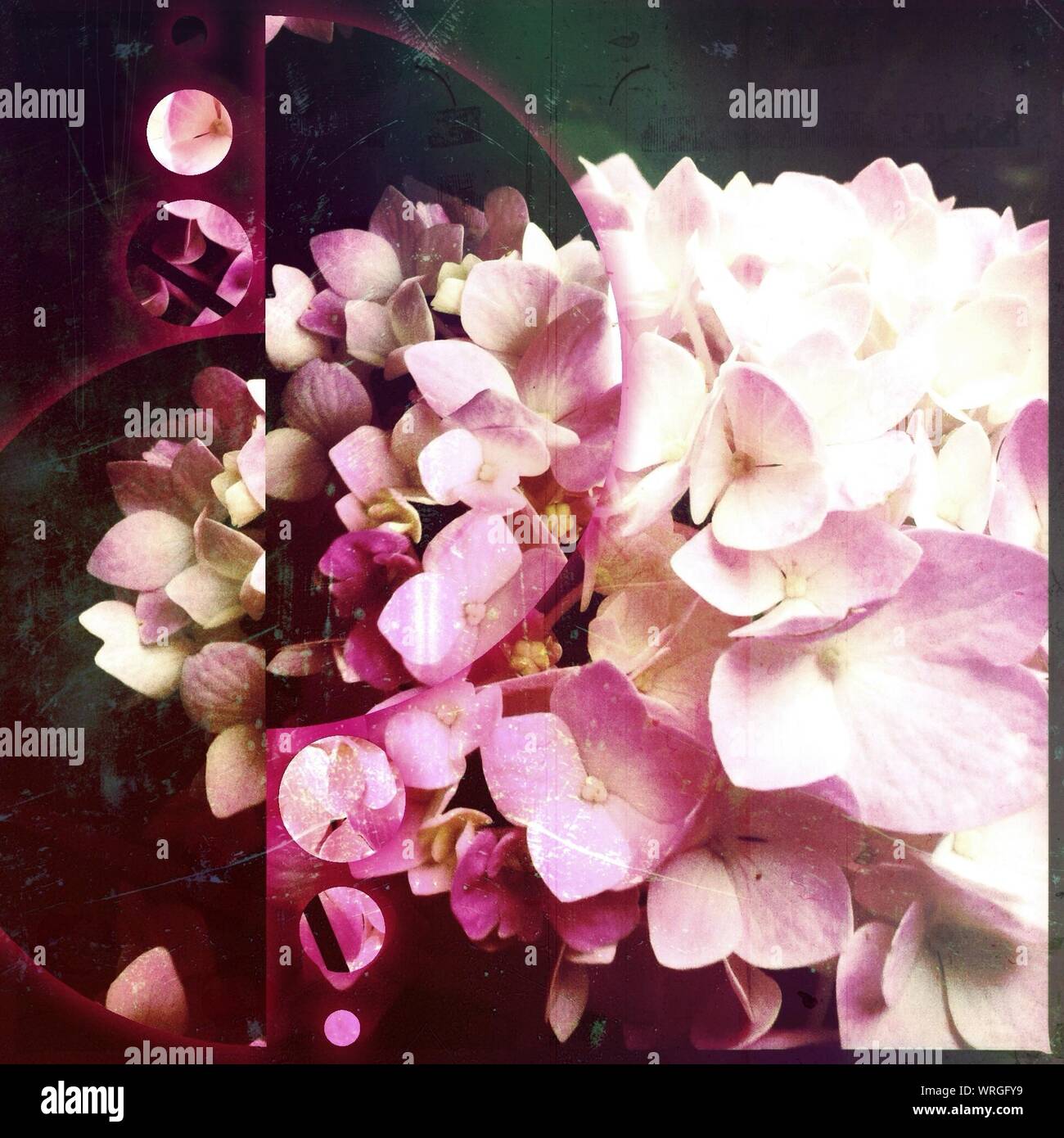 Multiple flower hi-res stock photography and images - Alamy