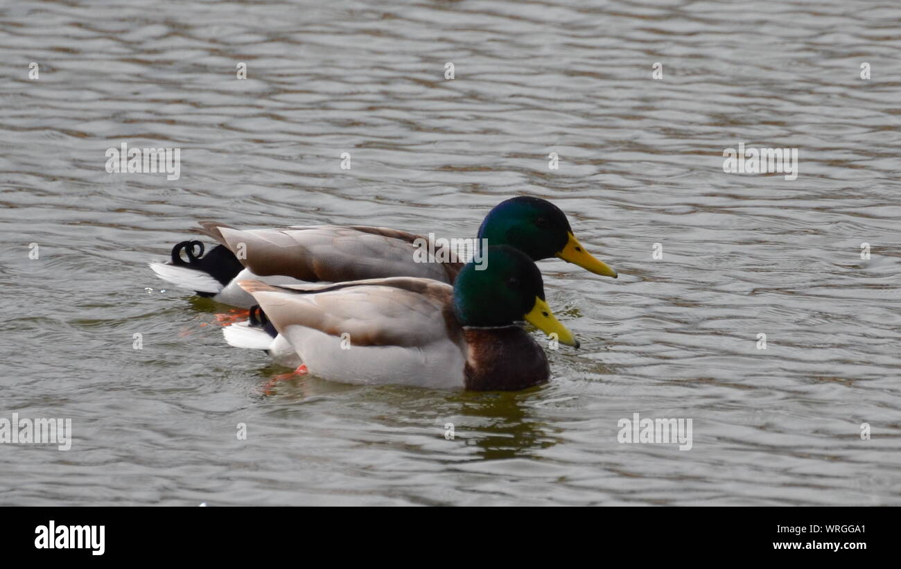 Two ducks rippled water hi-res stock photography and images - Alamy