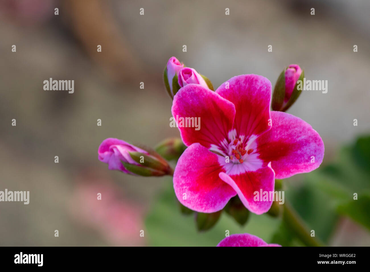 Close-up of Clarkia amoena flower. In red Stock Photo - Alamy
