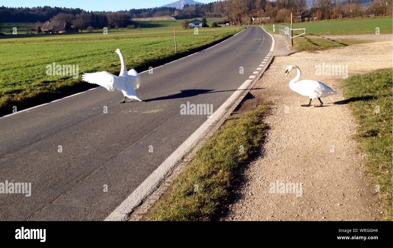 White swan road hi-res stock photography and images - Alamy