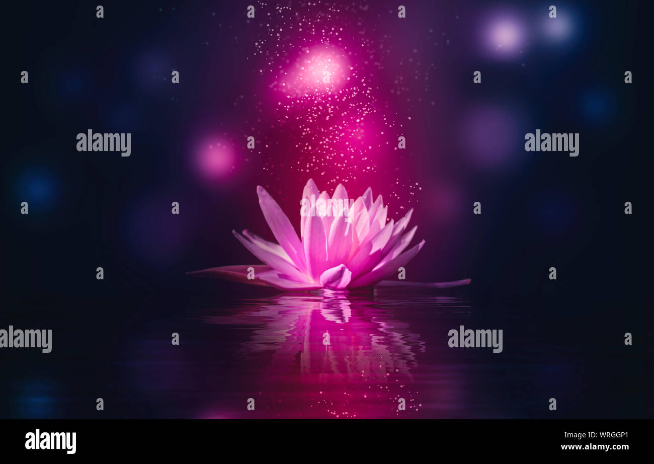 lotus reflection pink lighting purple background Stock Photo - Alamy