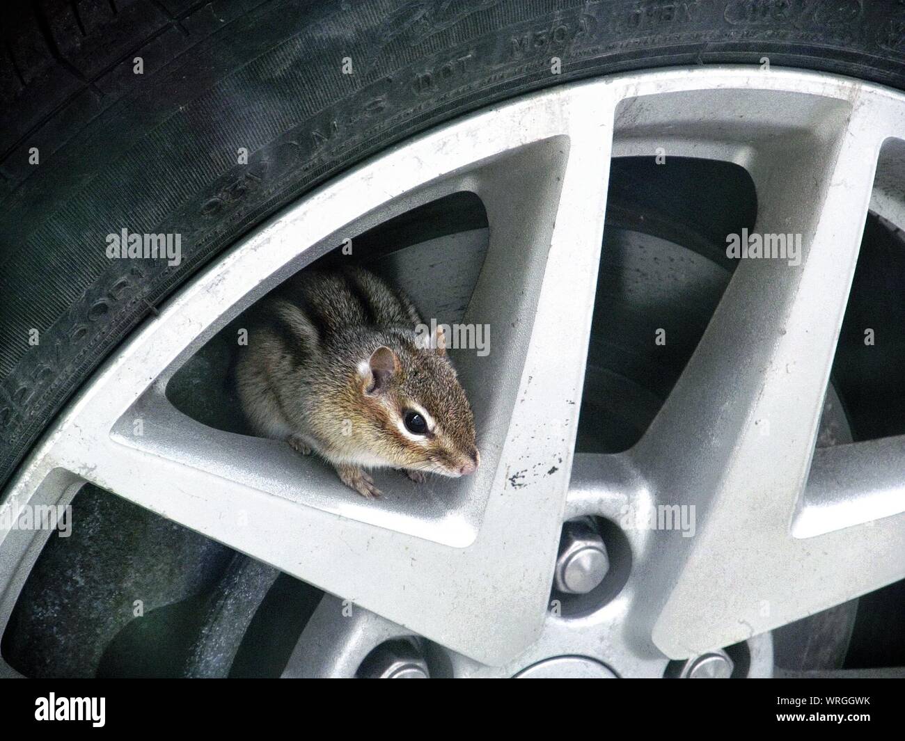 Squirrel wheel hi-res stock photography and images - Alamy