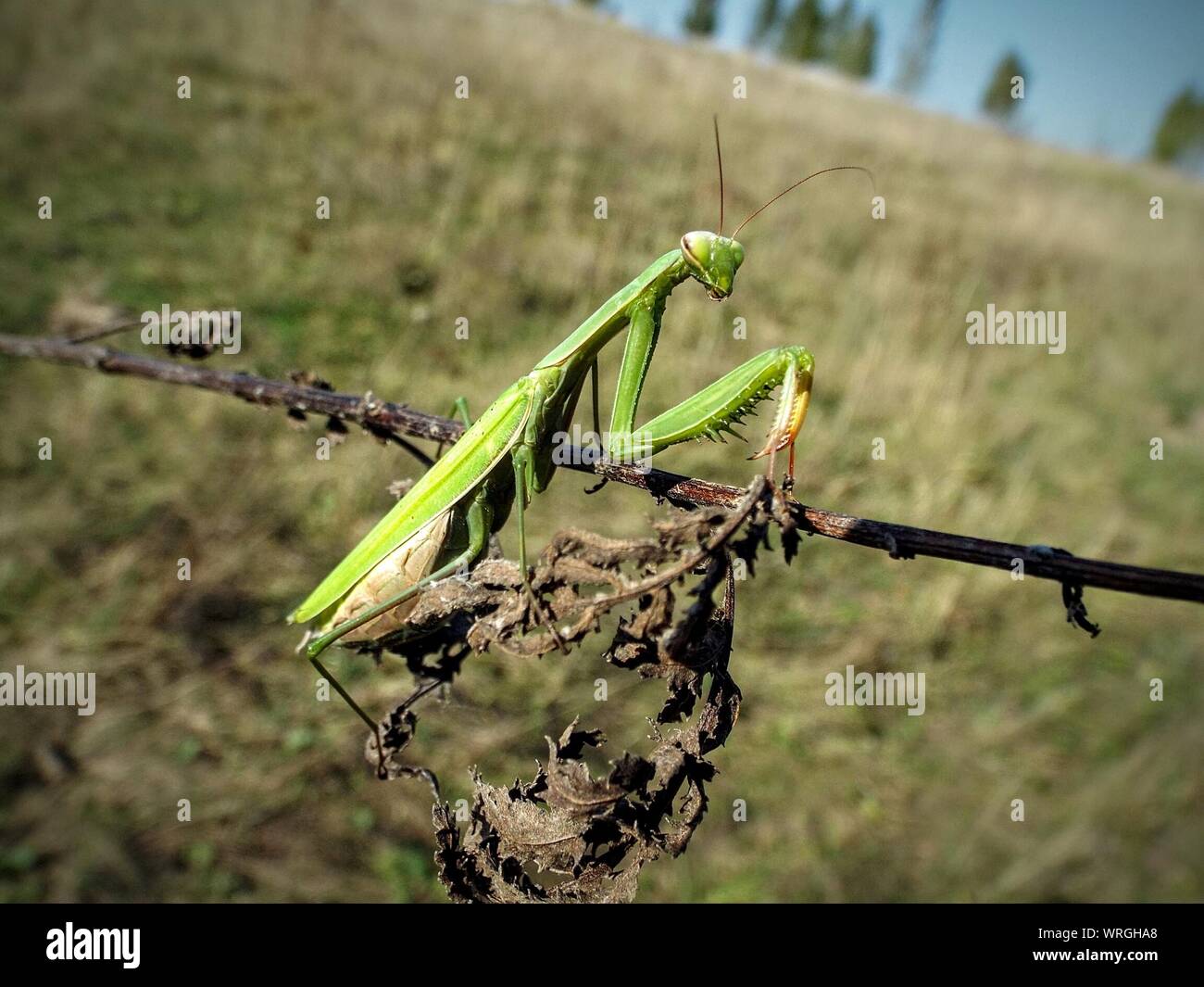 Dead mantis hi-res stock photography and images - Alamy