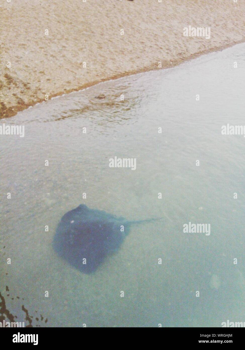 Stingray Beach High Resolution Stock Photography and Images - Alamy