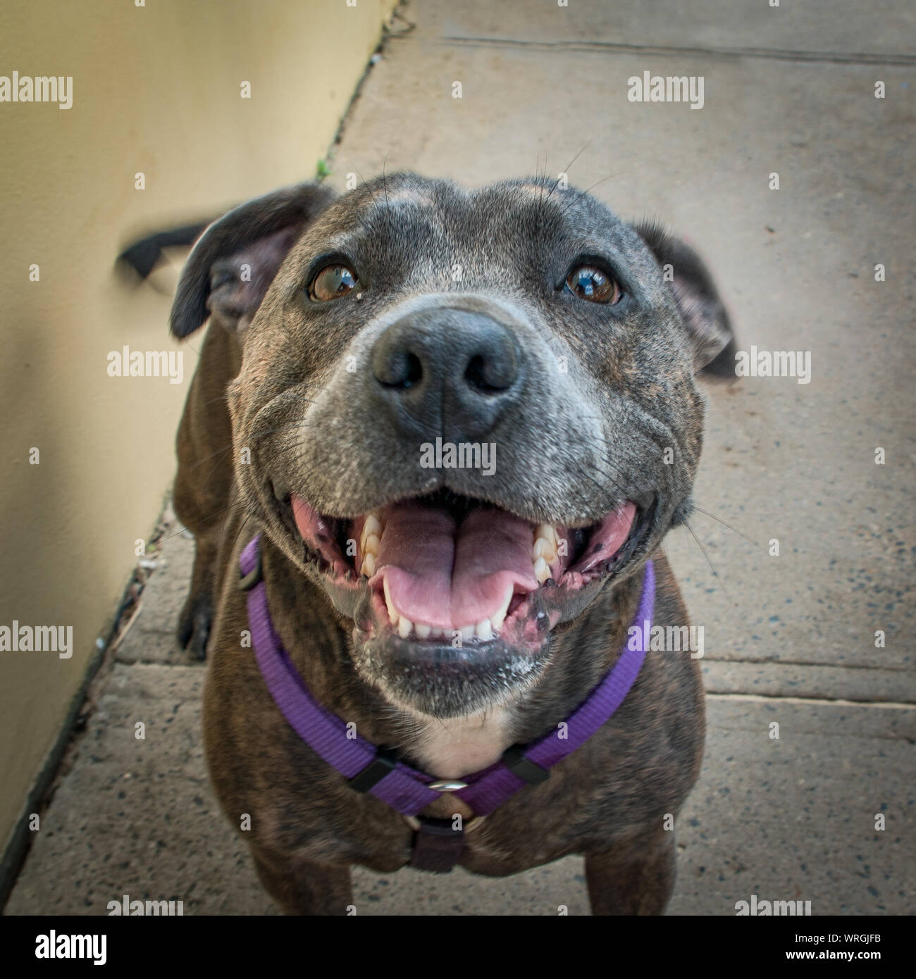Staffordshire terrier standing hi-res stock photography and images - Alamy
