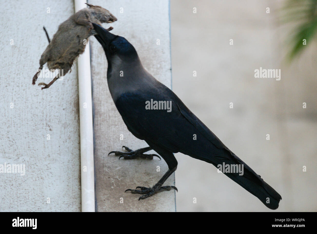 Crow holding dead animal hi-res stock photography and images - Alamy
