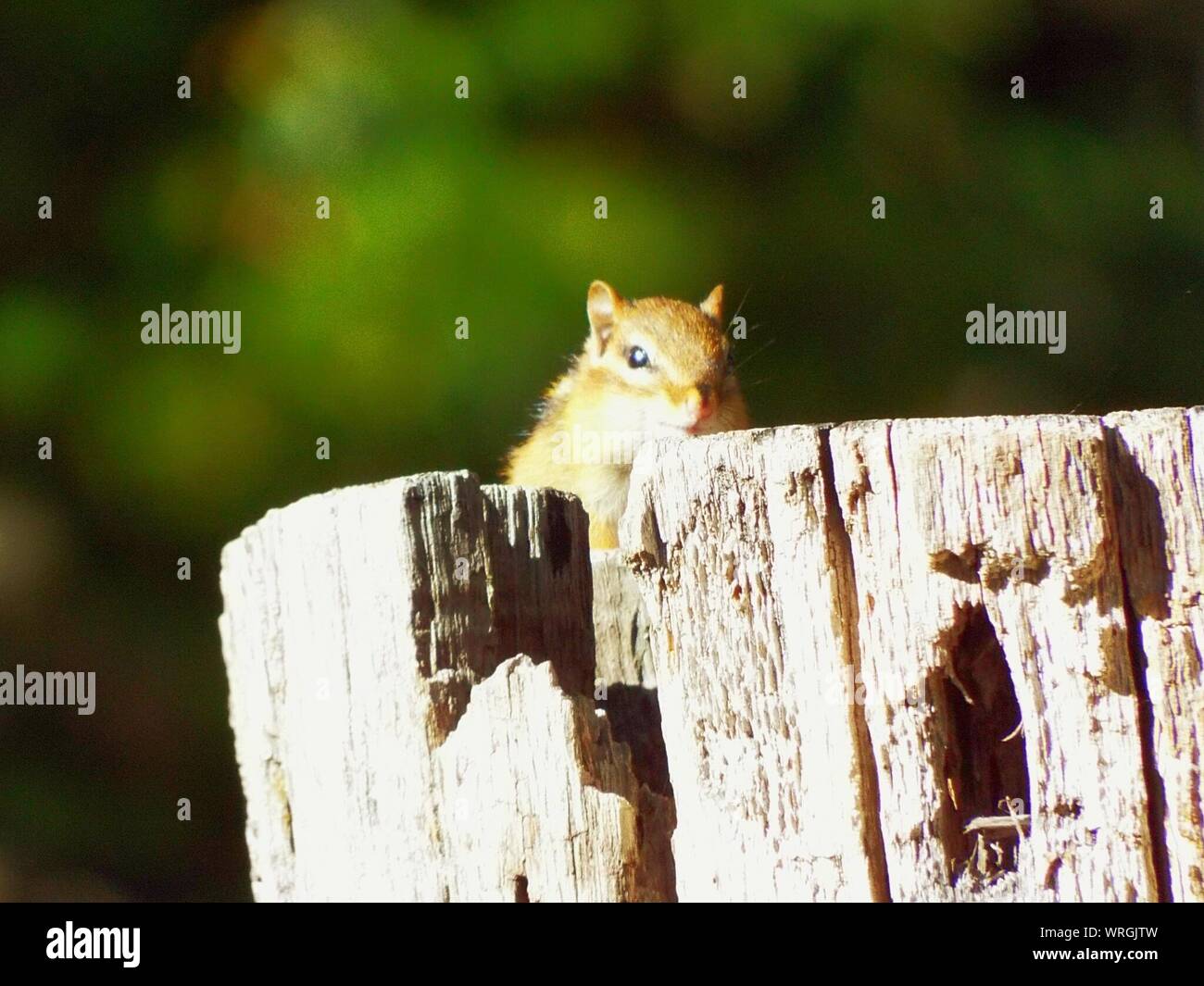 Chipmunk in forest hi-res stock photography and images - Alamy