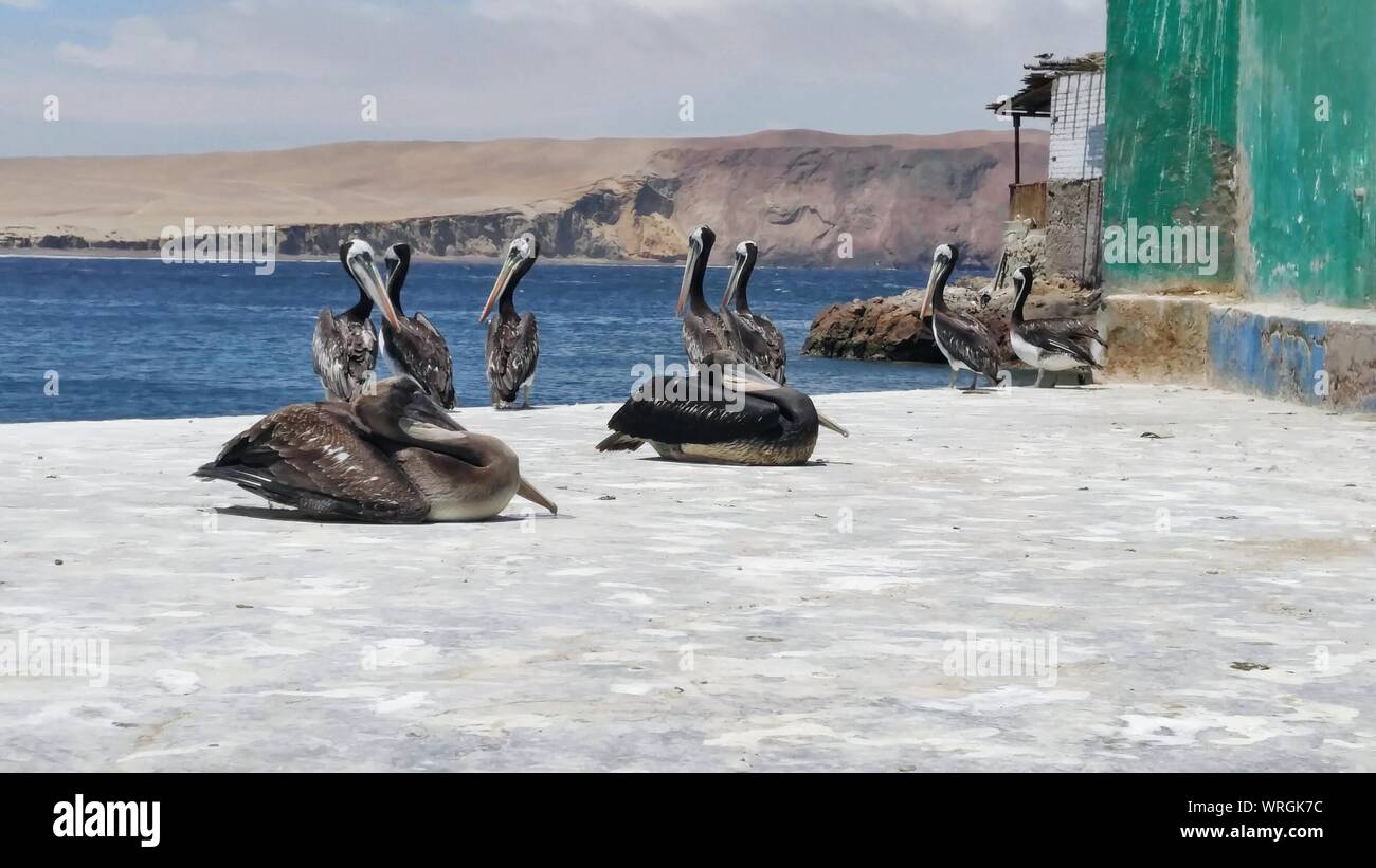 Rear of birds hi-res stock photography and images - Alamy