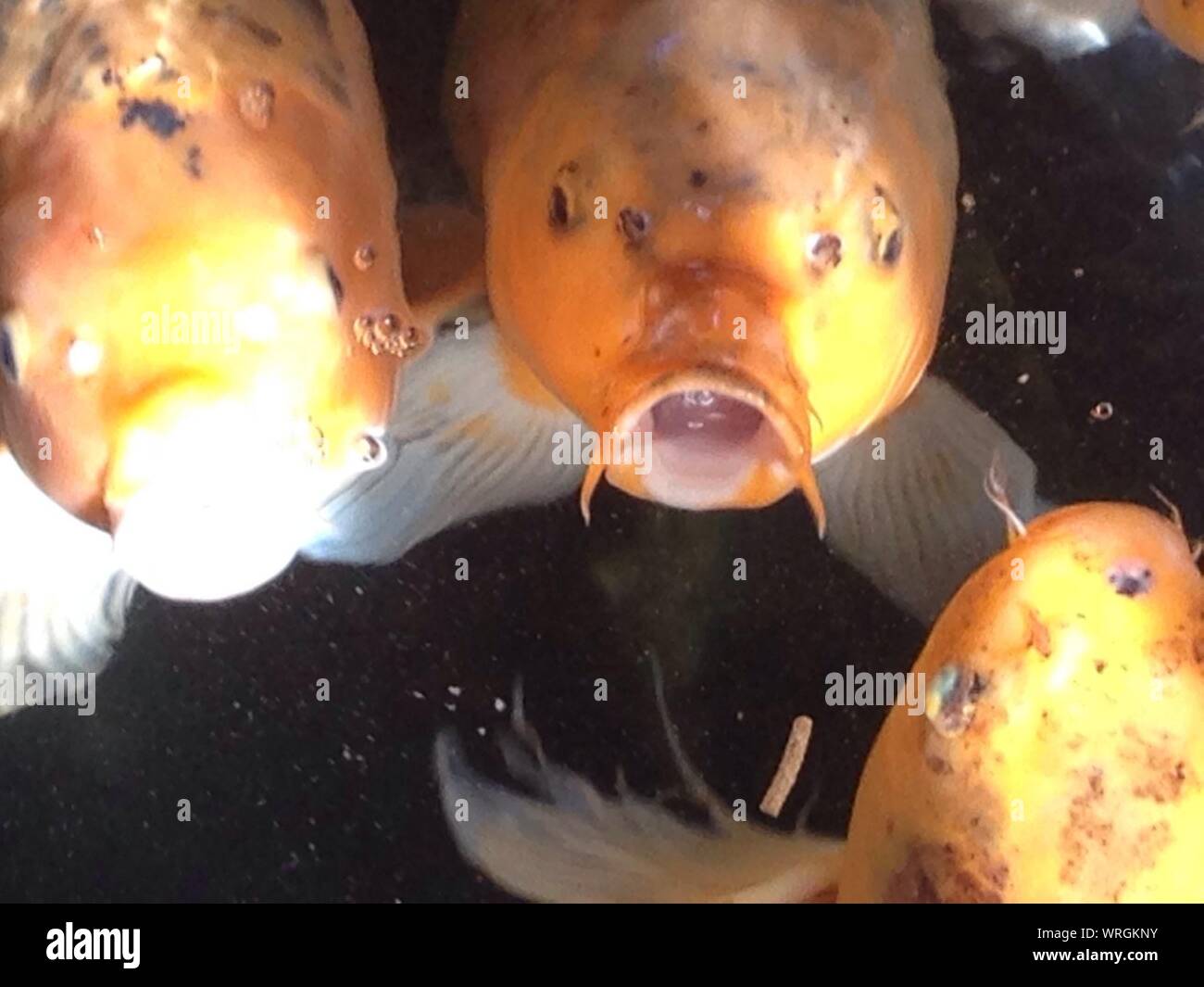 Fishes in aquarium hi-res stock photography and images - Alamy