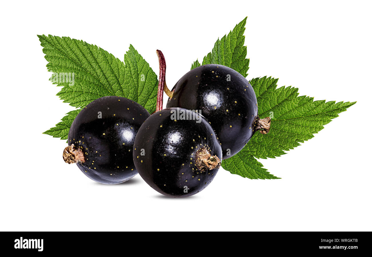 Currant isolated on white background Clipping Path Stock Photo - Alamy