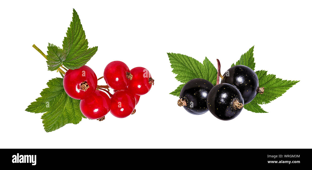Currant isolated on white background Clipping Path Stock Photo - Alamy