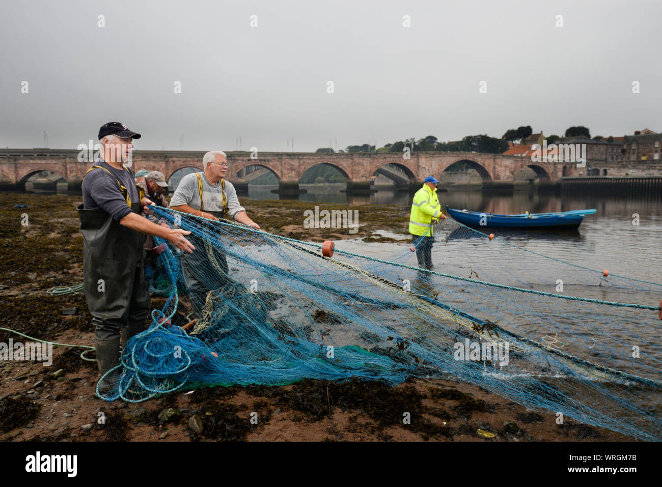 River Tweed traditional net fishermen fishing at Gardo fishery at ...