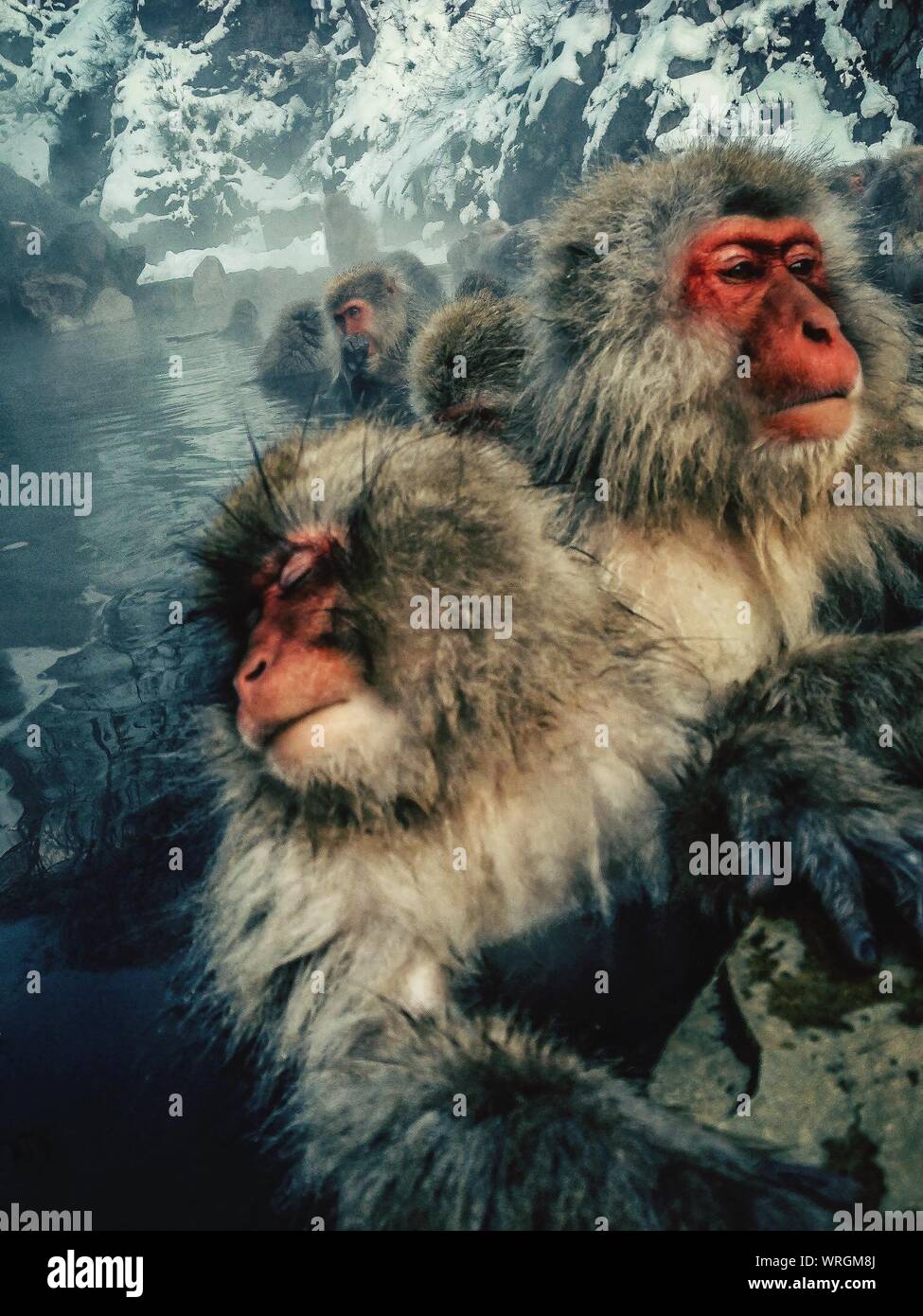 Monkeys in culture hi-res stock photography and images - Alamy