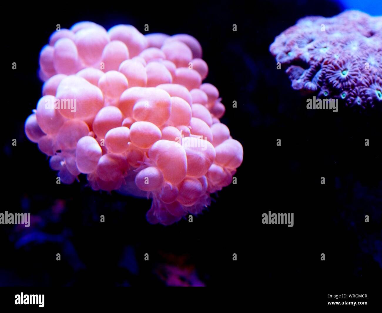 Sea fish egg hi-res stock photography and images - Alamy