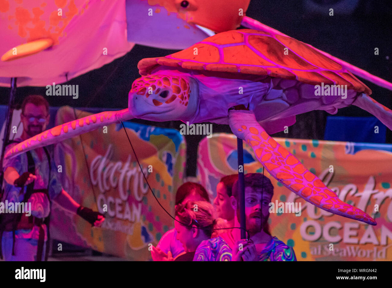 Orlando, Florida. August 23, 2019. Top view of turtle puppet in ...