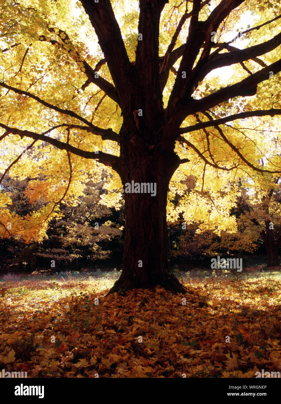 Sugar maple tree hi-res stock photography and images - Alamy