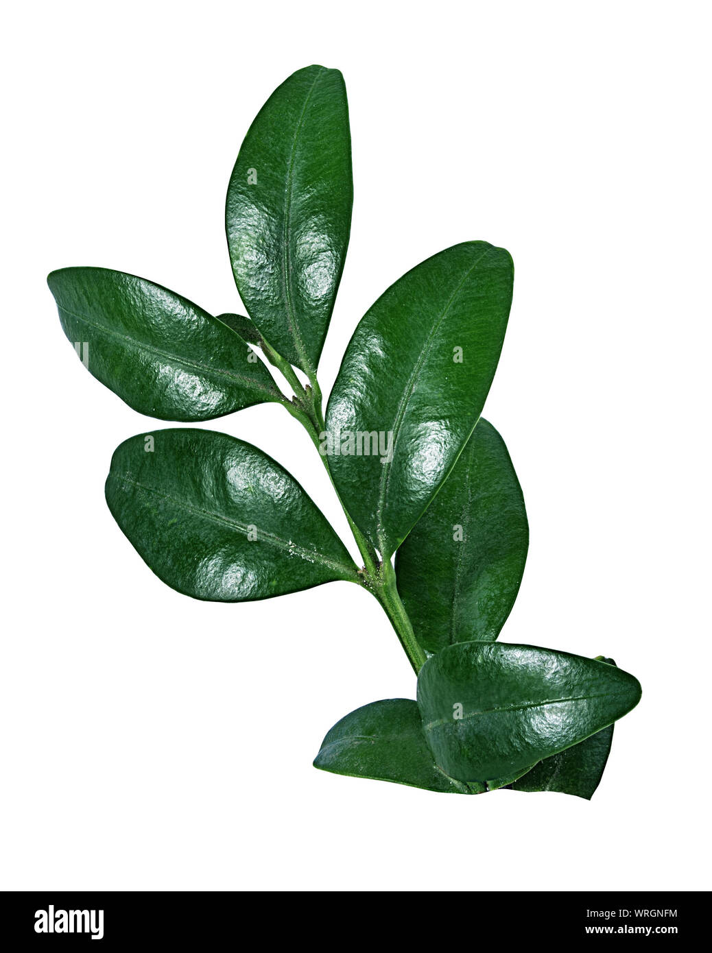 Fresh Bilberries blueberries leaf, isolated on white background Stock ...