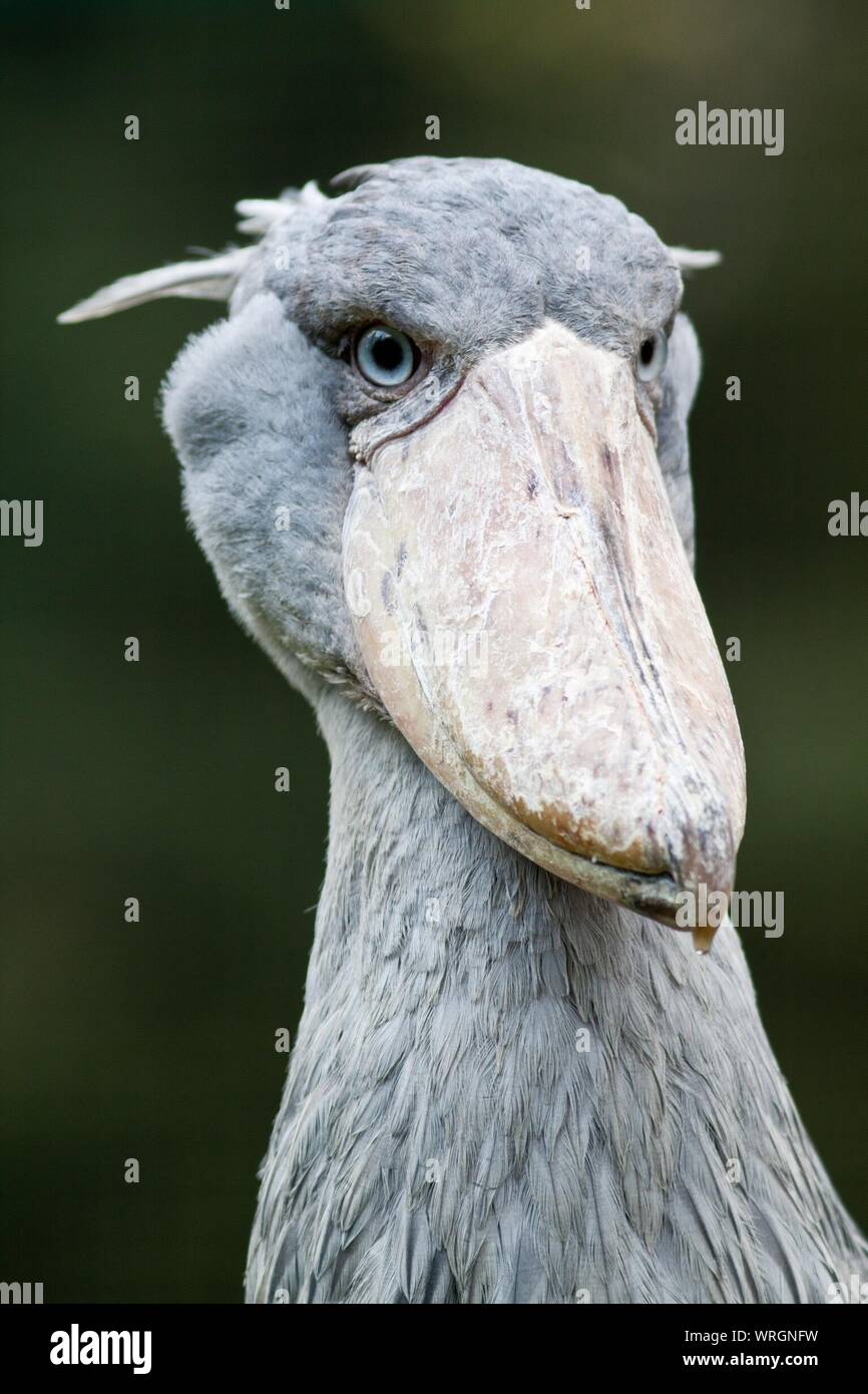 Gray stork hi-res stock photography and images - Alamy