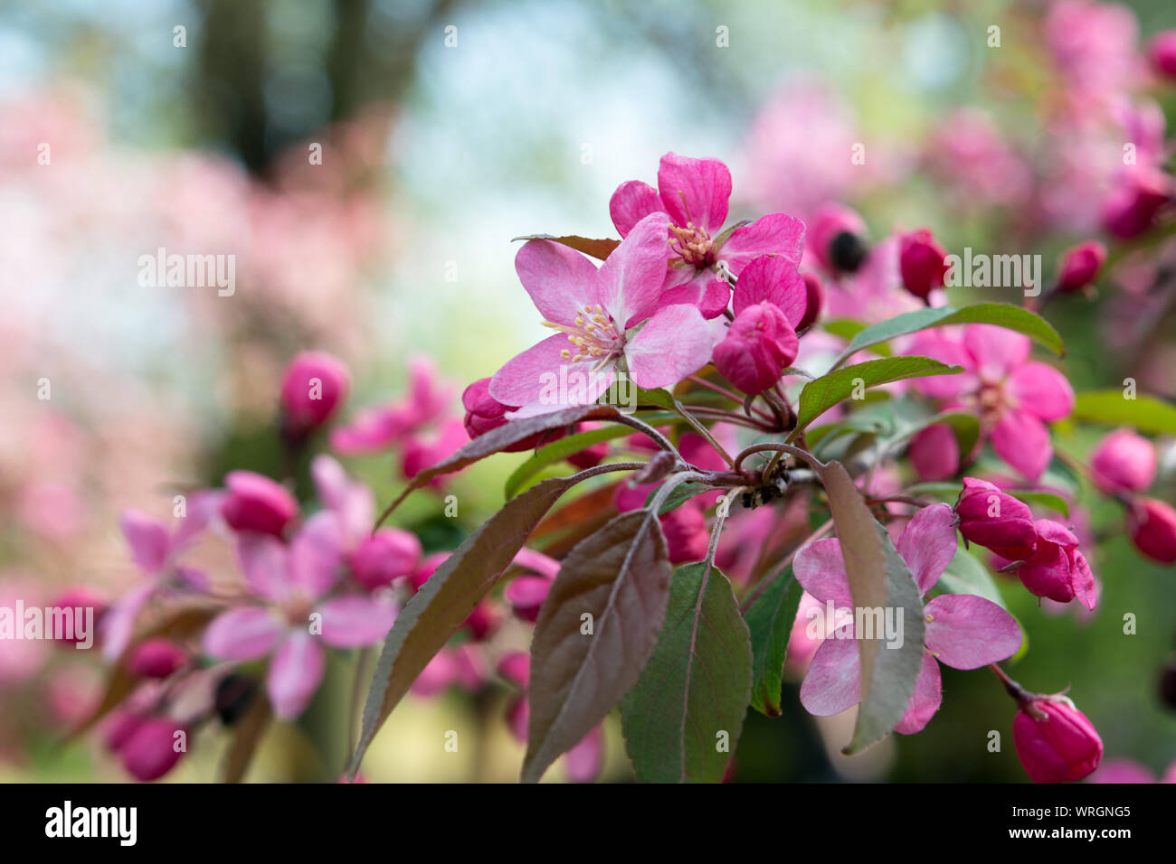 Pink apple tree hi-res stock photography and images - Alamy