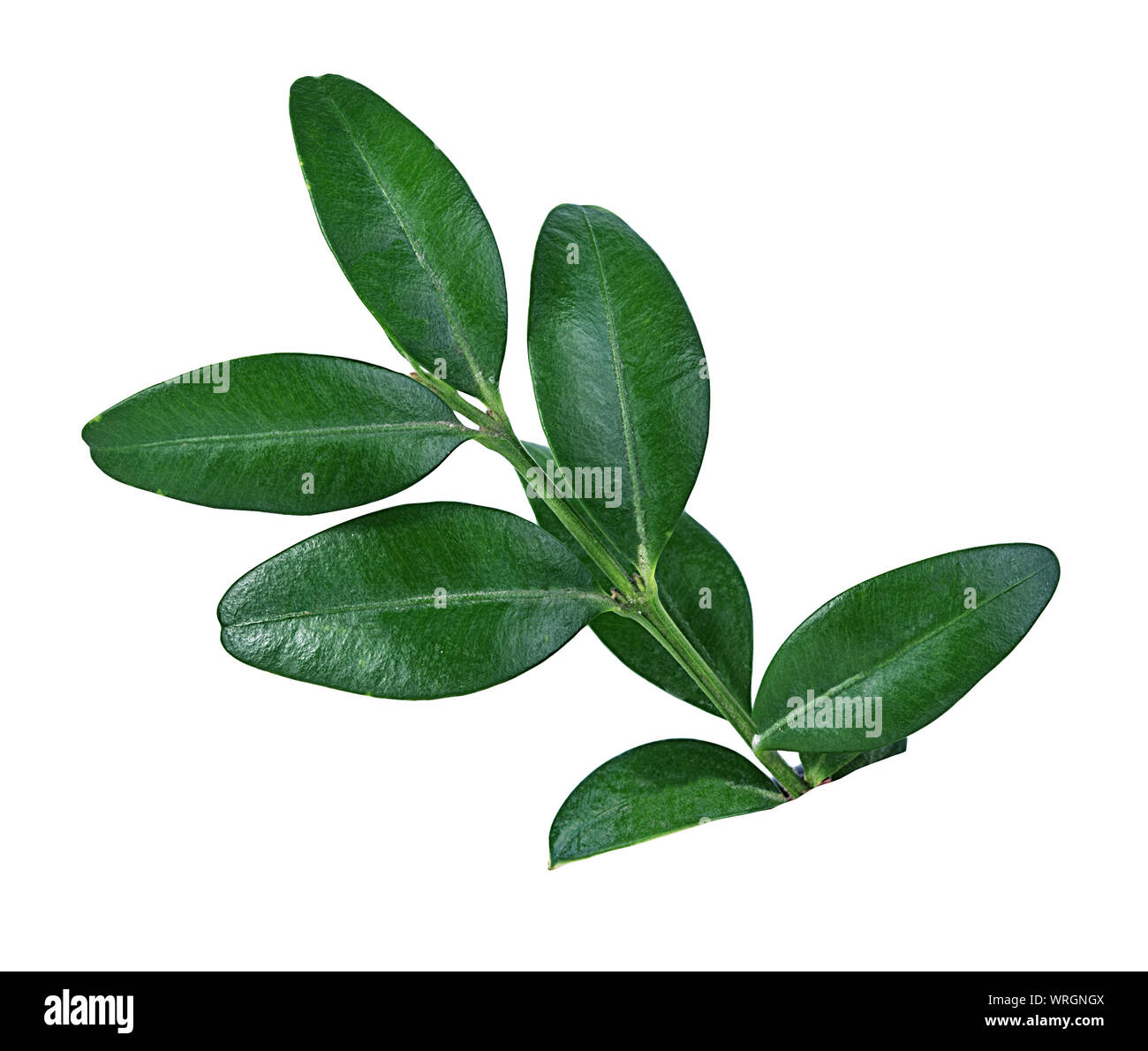 Fresh Bilberries blueberries leaf, isolated on white background Stock ...
